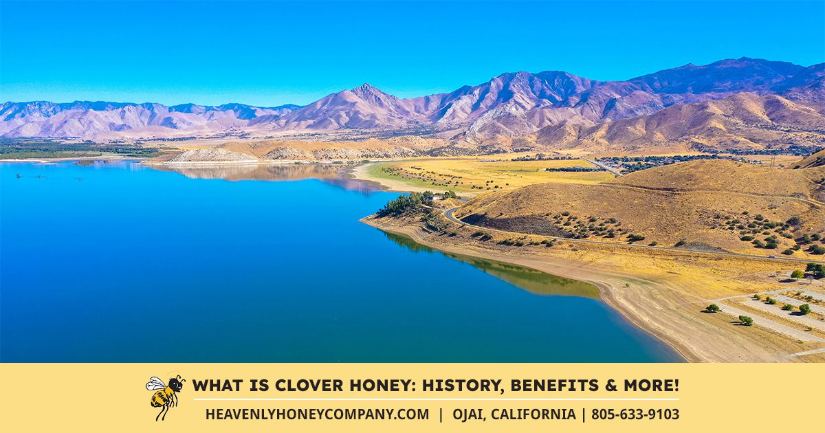 What is Clover Honey: History, Benefits & More! | HHC